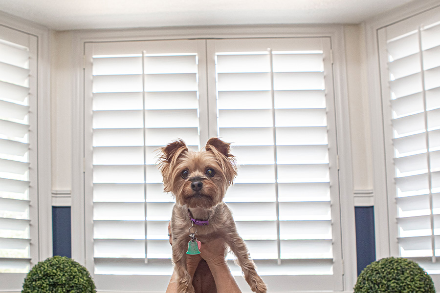 Your Favorite Dog-Proof Window Treatments For Orlando | Sunburst ...
